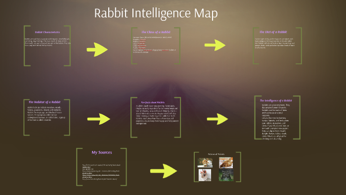Rabbit Intelligence Map by Amy Cooper