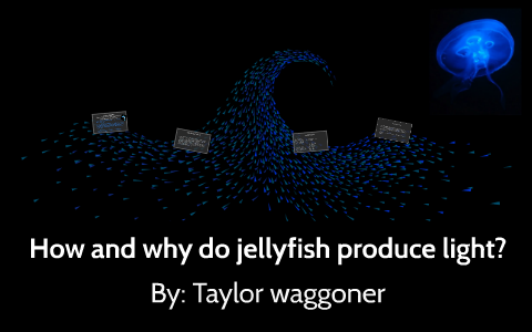 How do jellyfish produce light? by Taylor Lynn on Prezi