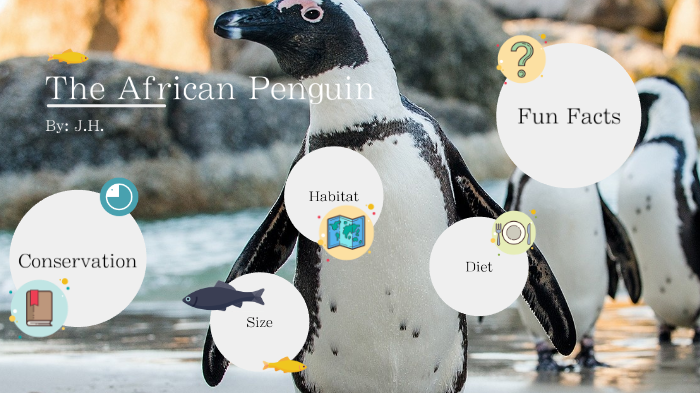 The African Penguin by Don Husereau on Prezi
