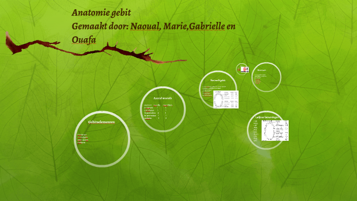 Anatomie gebit by naoual elkhoulati on Prezi