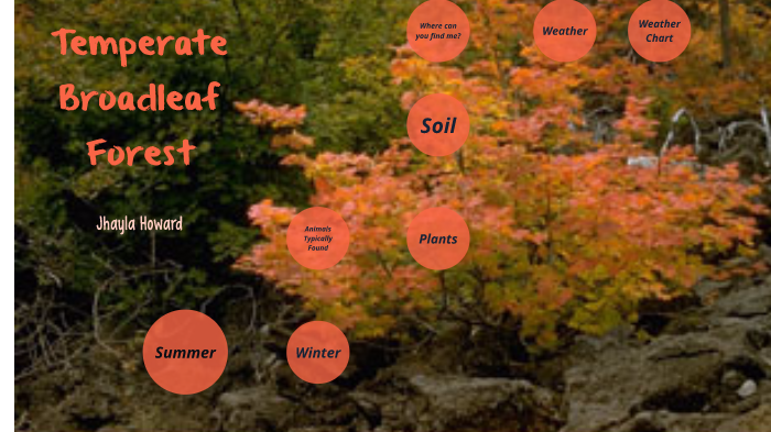 Temperate Broadleaf Forest by Jhayla Howard on Prezi