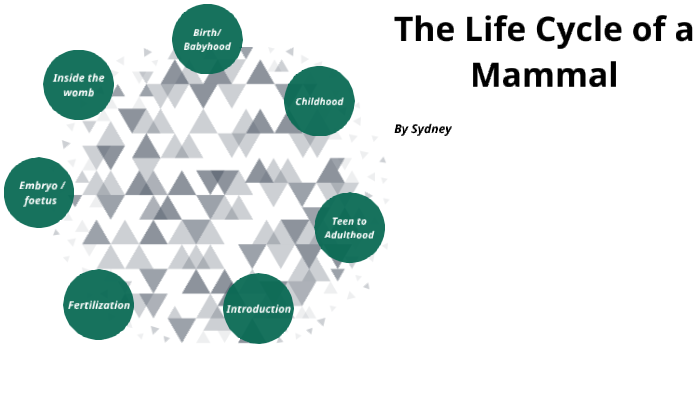 The Life Cycle of a Mammal by Sydney Patterson on Prezi