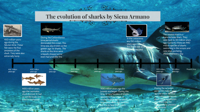 Evolution Of Sharks Timeline