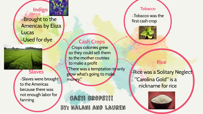 Cash crops!!! by Lauren Erb
