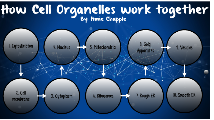 How cell organelles work together by Amie Chapple on Prezi