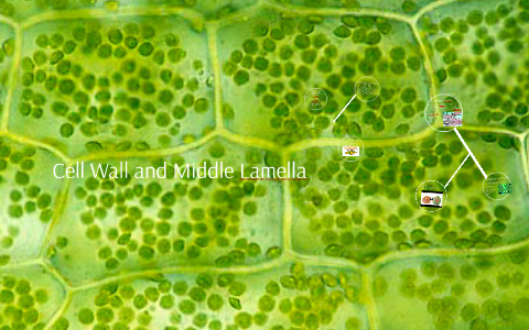 Cell Wall and Middle Lamella by Michael Viola on Prezi