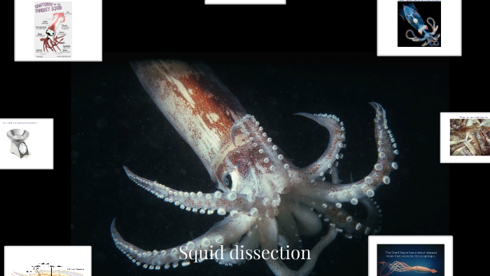 squid dissection prezi awesomeness by people by Miah Francis on Prezi