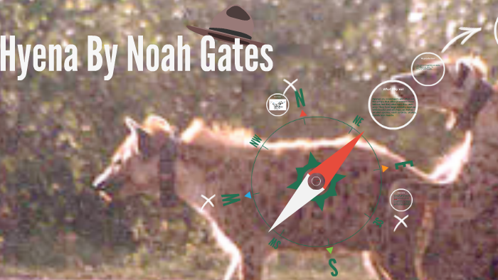 Hyena By Noah Gates by noah gates on Prezi