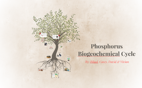 Phosphorus Biogeochemical Cycle by David Pau on Prezi