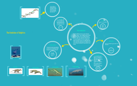 The Evolution of Dolphins by Himangi Sharma on Prezi