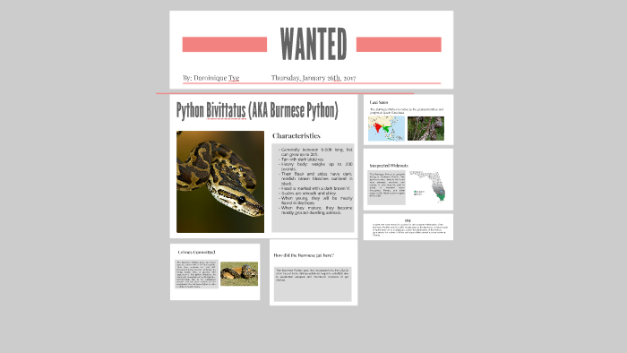 Wanted: Burmese Python by Dominique Tye on Prezi