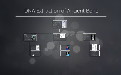 DNA Extraction of Ancient Bone by Brighton Troha on Prezi