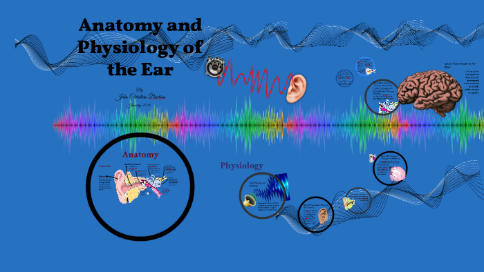 Anatomy and Physiology of the Ear by John Christian Barrion on Prezi