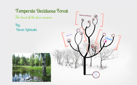 Temperate Deciduous Forest by Owen L. on Prezi