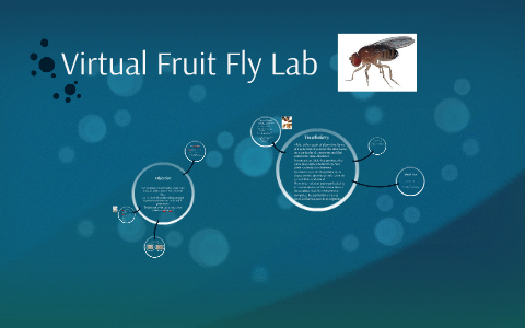 Virtual Fruit Fly Lab by Lauren ackerman on Prezi