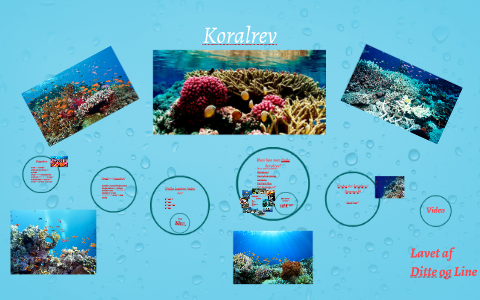 Koralrev by Line Jacobsen on Prezi