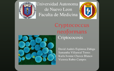 Cryptococcus neoformans by Andres Espinosa on Prezi