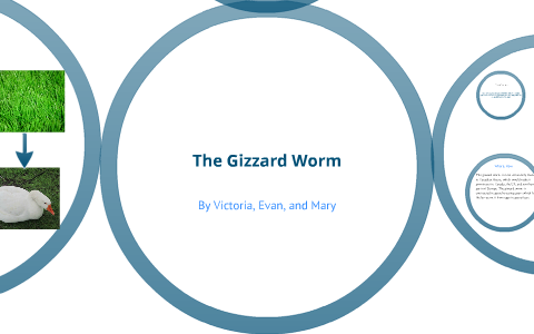 A Nematode Parasite: the Gizzard Worm by Victoria Kreyden on Prezi