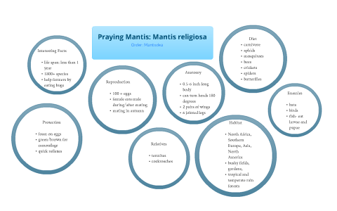 Owls and Praying Mantises by anon anon on Prezi