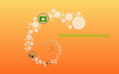 Mediterranean Tree Frog by Beatriz Souza on Prezi
