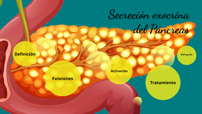 Tema 5: Secreción exocrina by Camila Reyes on Prezi