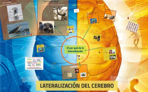 LATERALIZACIÓN DEL CEREBRO by Alexandra Guerra