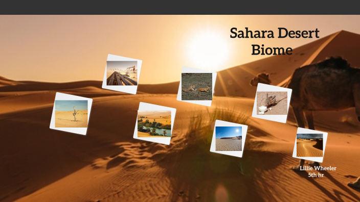Sahara Desert Biome by Lillie Wheeler on Prezi