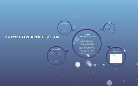 The issue of animal overpopulation affects my community in t by J S on ...