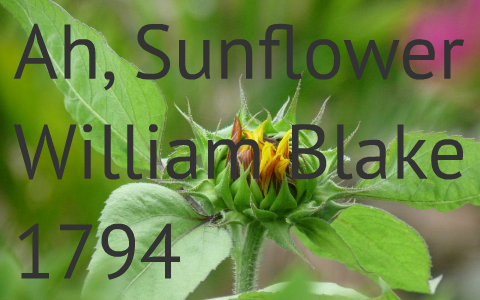 Ah, Sunflower by William Blake by Samantha Weigt on Prezi