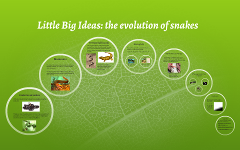 Little Big Ideas: the evolution of snakes by Kaitlin Ferguson on Prezi