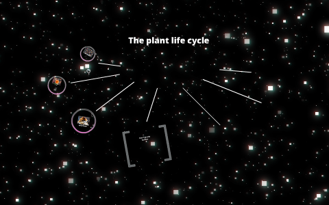 plant life cycle by jacob pennington on Prezi