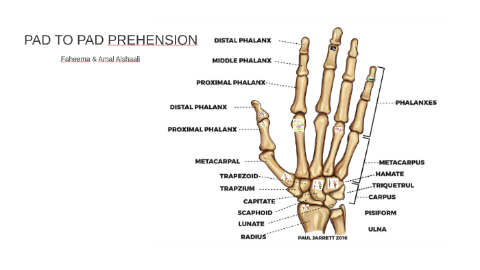 PAD TO PAD PREHENSION by Amal Alshaali on Prezi