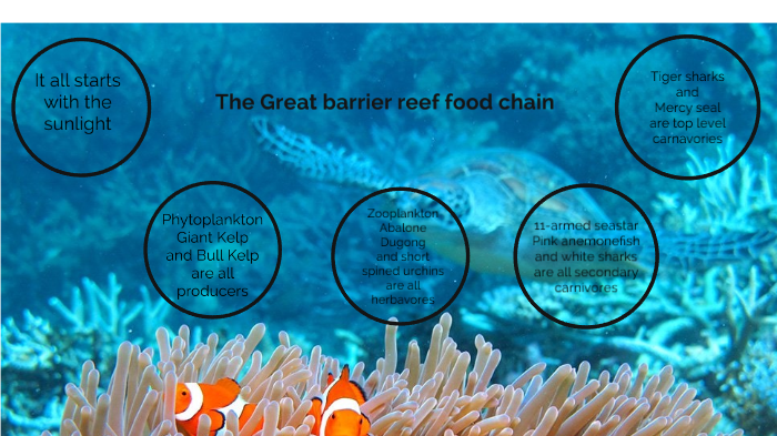 Coral Food Chain by Carol Minor on Prezi