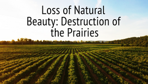 Prairie Destruction Infographic by Lucas Agulla on Prezi Design