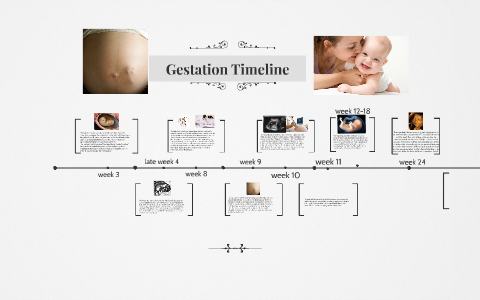 Gestation Timeline by A J on Prezi