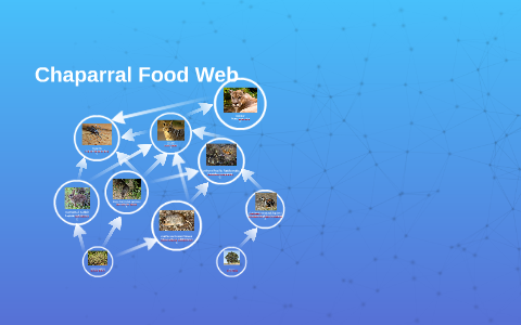Chaparral Food Web by Tiffany Nguyen on Prezi