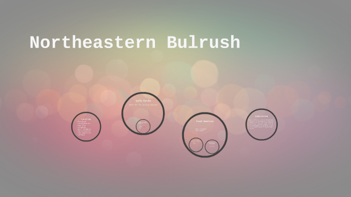 Northeastern bulrush by Zach Malinich on Prezi