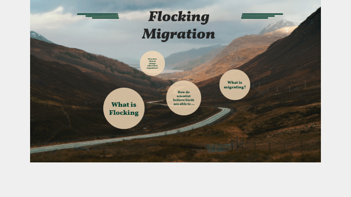 Flocking migration by Christopher Franklin on Prezi