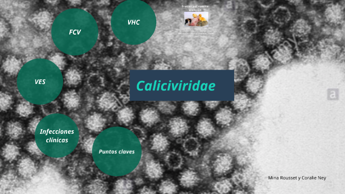 Caliciviridae presentación by Mina Rousset on Prezi