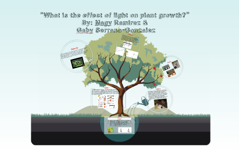 What is the effect of light on plant growth?” by Gabriela Serrano