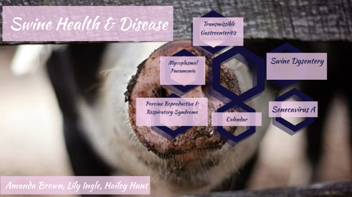 Swine Diseases: Animal science 2 by Amanda Brown on Prezi