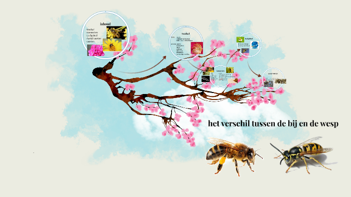 het verschil tussen de bij en de wesp by Ilona Maxou on Prezi