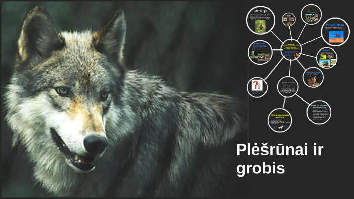 8 kl. 4.5 Plėšrūnai ir grobis by Danguole Vaznele on Prezi