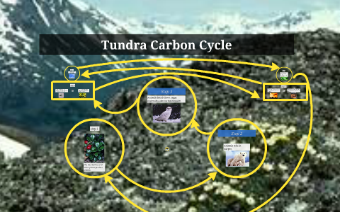Tundra Carbon Cycle by Matt Kemp on Prezi