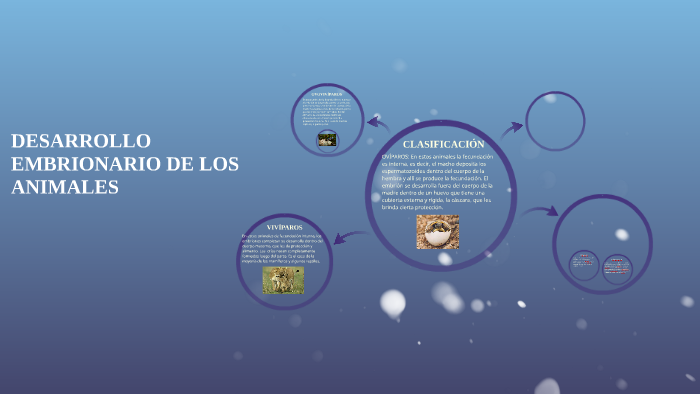 DESARROLLO EMBRIONARIO DE LOS ANIMALES by David Alejandro Orozco ...