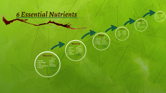 6 Essential Nutrients by Sierra Ruth
