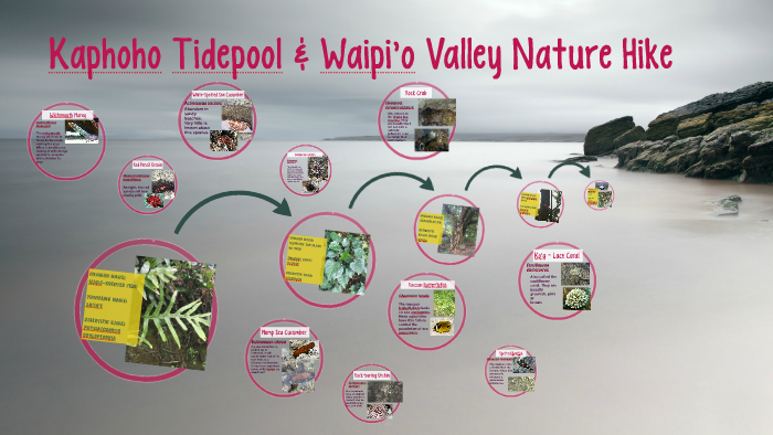 Waipi'o Valley Nature Hike by Haley Talbert