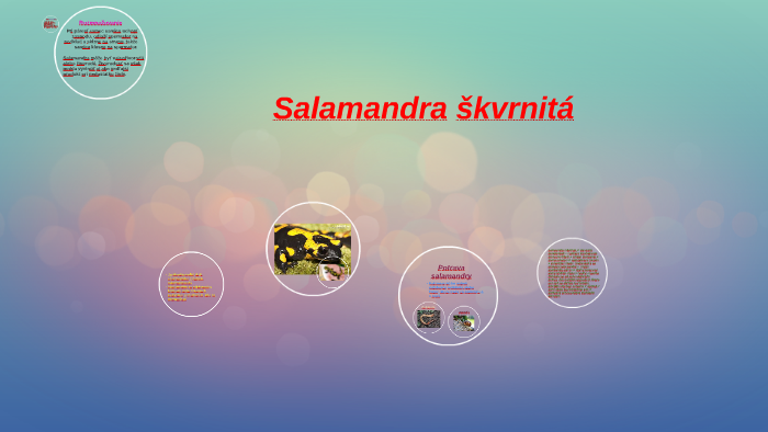 Salamandra škvrnitá by Andrea Pukančíková on Prezi