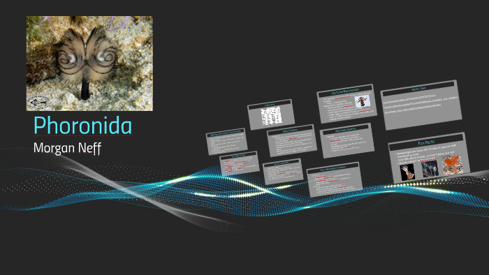 Phoronida by Morgan Neff on Prezi