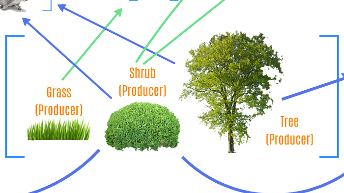 Grass by Sabrina Layton on Prezi